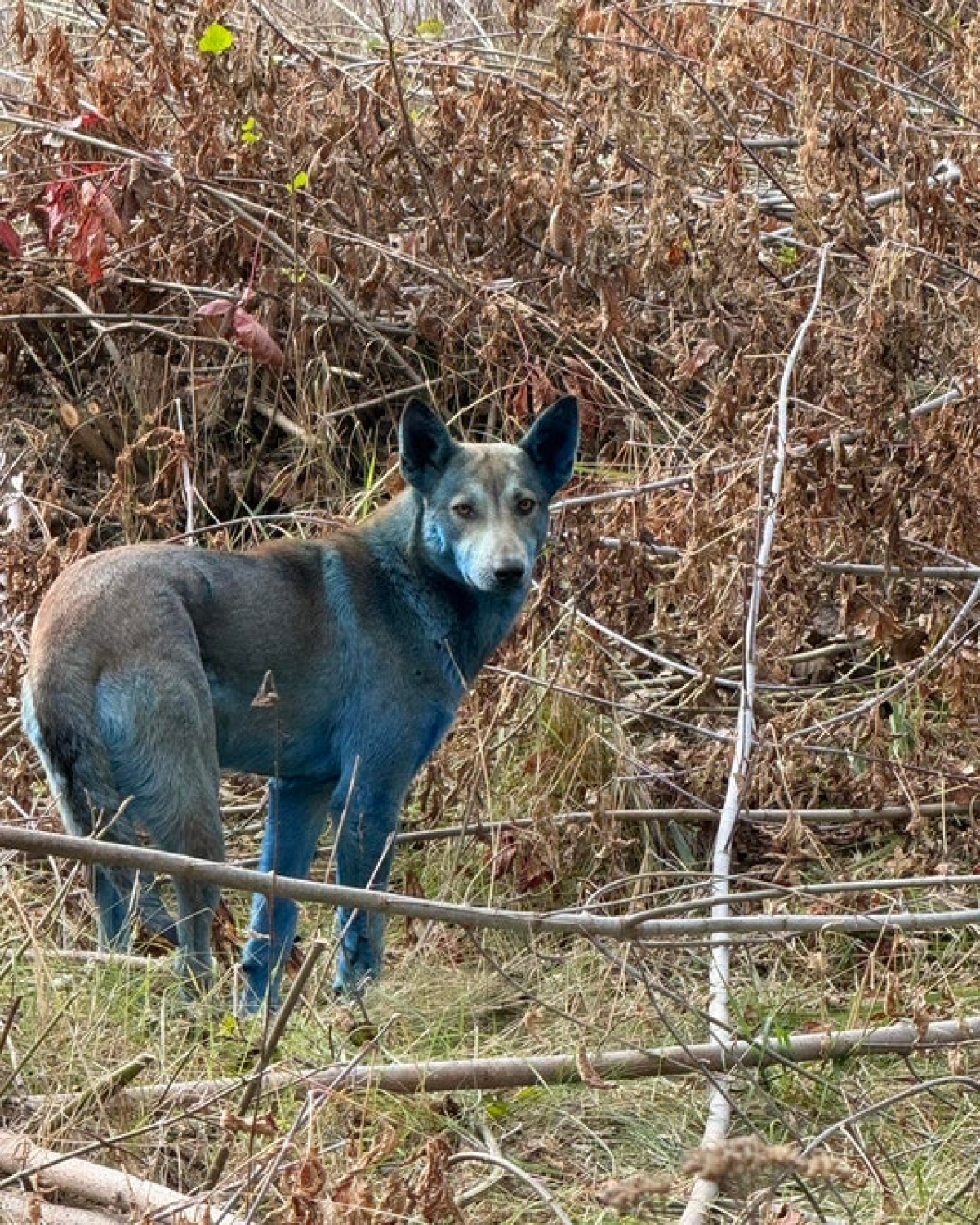 방사능 돌연변이? 체르노빌 '푸른 들개' 미스터리 풀렸다 > 밴쿠버 중앙일보 뉴스 | 밴쿠버 중앙일보